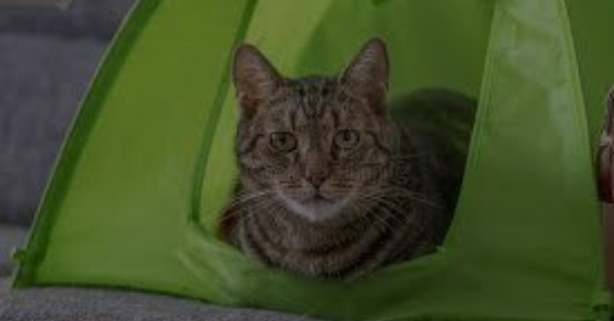 Camping with Cats: The Ultimate Guide to a Purrfect Adventure!