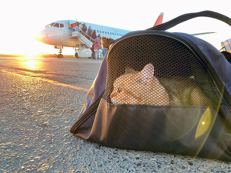 Fly with your Cat on a Plane: 12 Tips for Traveling with Your Cat