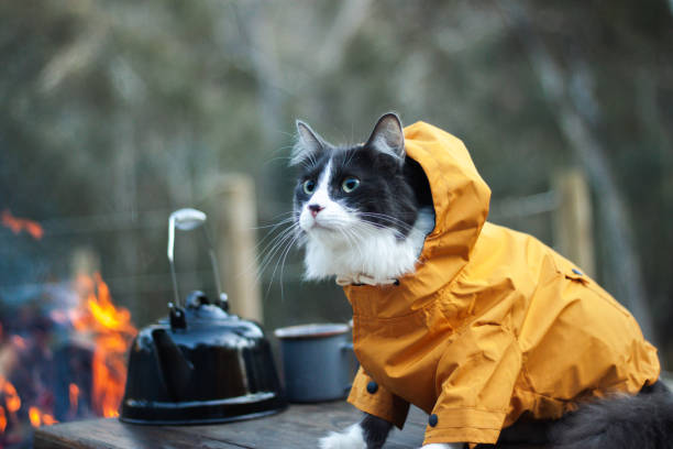 Camping with Cats Made Easy: A Comprehensive Guide for a Safe and Fun ...