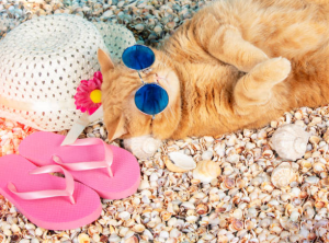 A Purrfect Day: Your Ultimate Guide to Taking Your Cat on the Beach