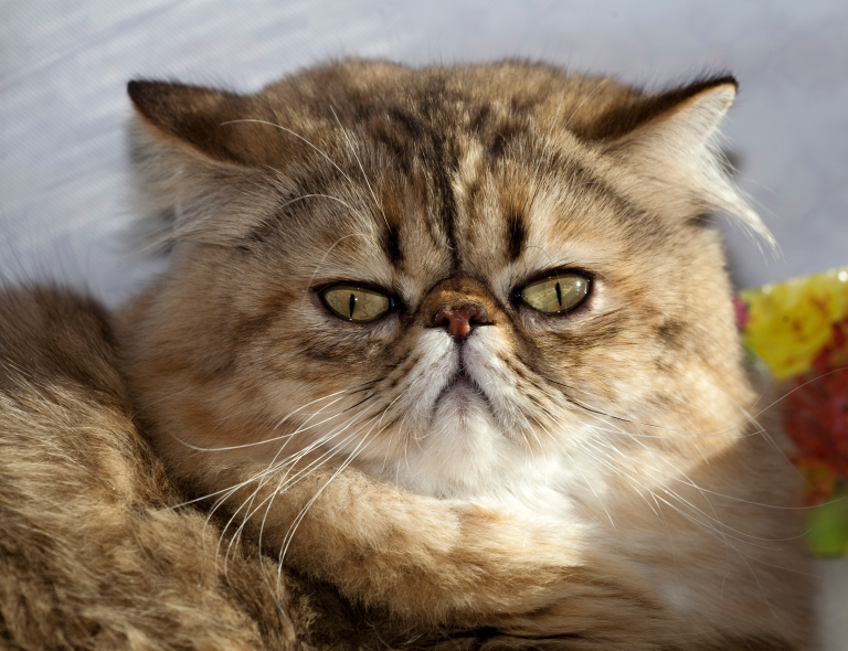 Traveling with a Cat on Plane: 12 Tips and Tricks for Flying with Your ...