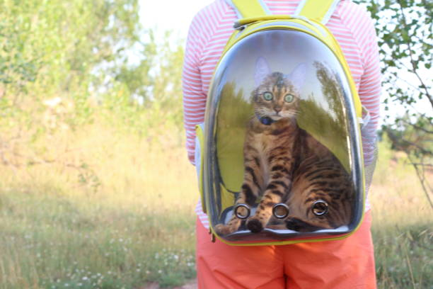 How to Backpack Train Your Cat: A Comprehensive Guide for Cat Lovers ...