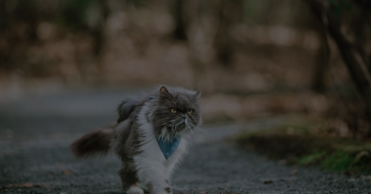 Hiking with Cats: A Guide to a Successful Outdoor Adventure ...
