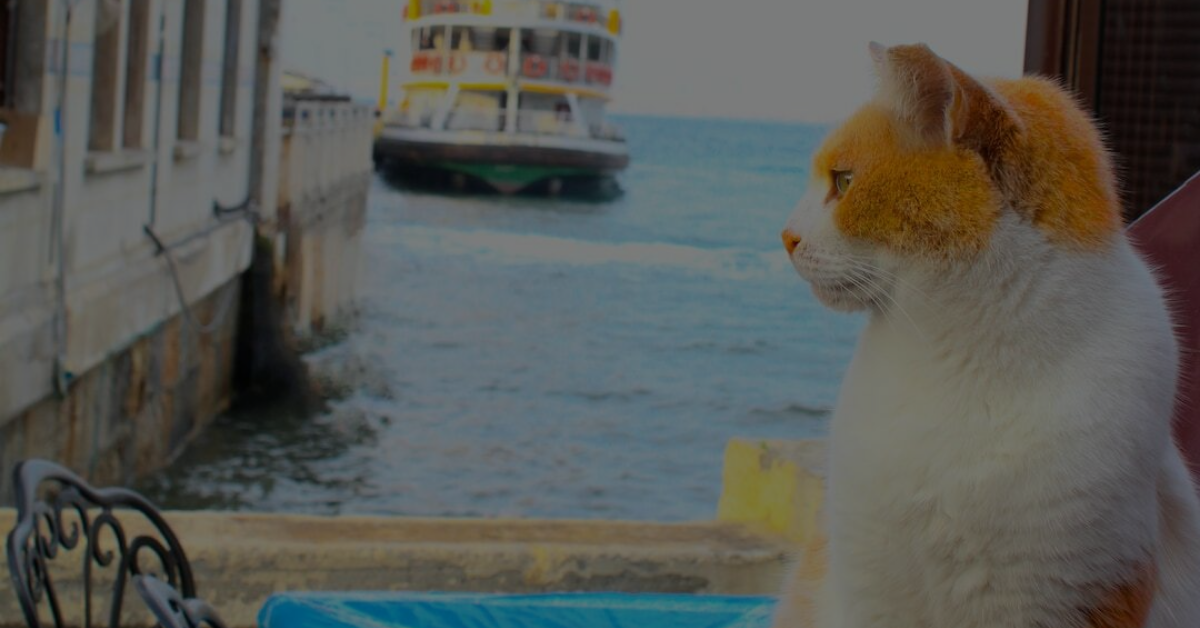 A Purrfect Voyage: Essential Tips for Traveling with Cats on Ferry ...