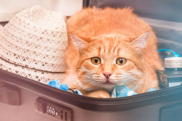 Mastering Cat Travel: A Deep Dive into Cat Sedation for Travel ...