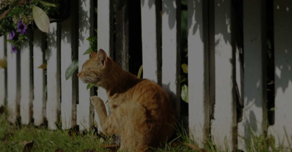 Protecting Your Furry Friend: The Importance of Cat Sunscreen