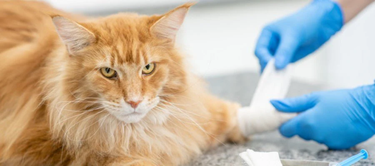 The Ultimate First Aid Kit for Cats: Every Cat Owner's Must-Have!