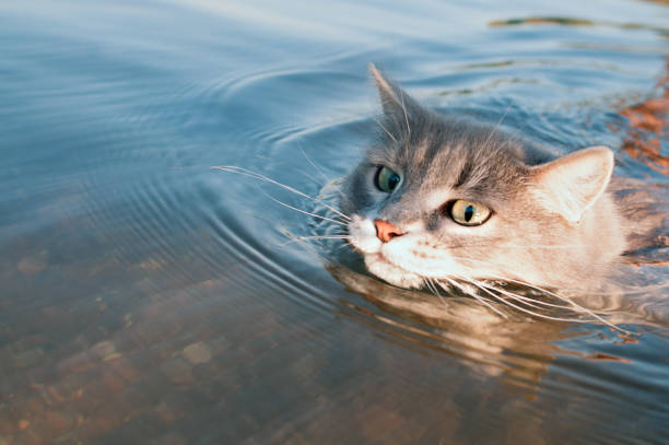 Can Cats Swim? Diving Into the World of Aquatic Felines | PurrfectJourney