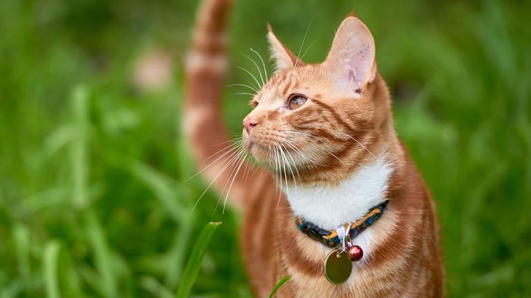 How to Get your Cat Used to Going Out and Coming Back | PurrfectJourney