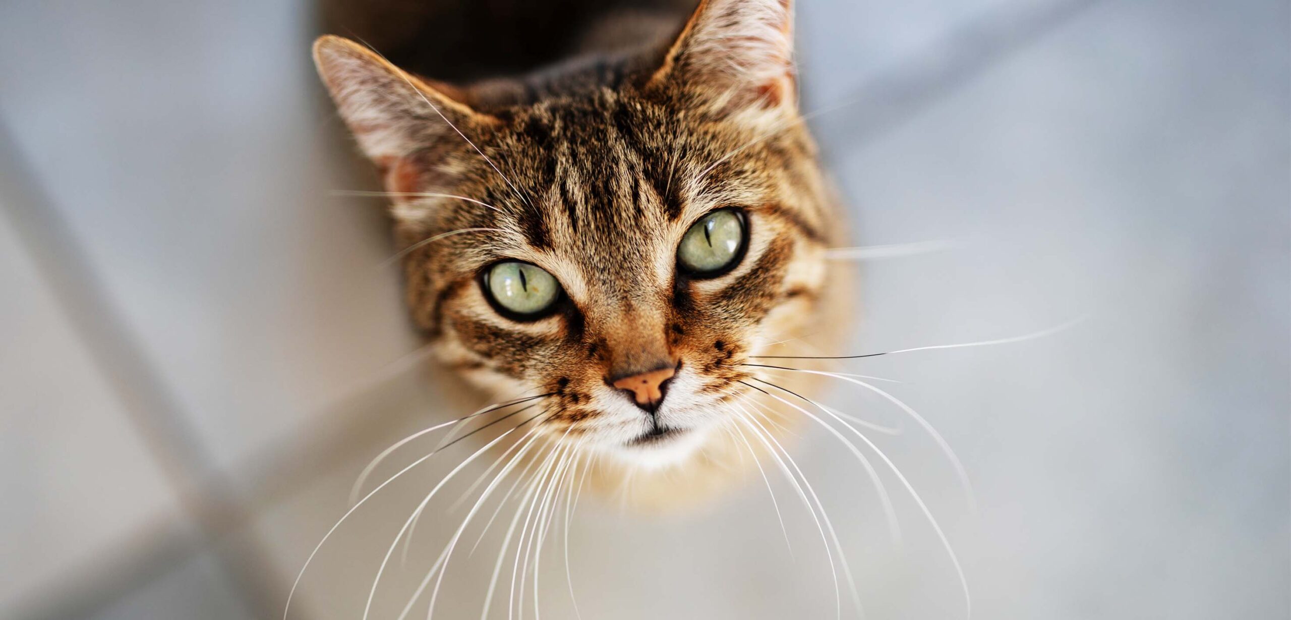 Do Cats Have Routine? Guide about Routine for Your Cat | PurrfectJourney