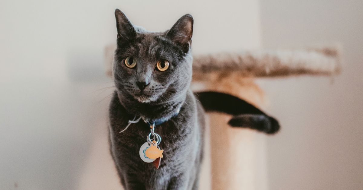 What the Different Positions of Cat Ears Mean?