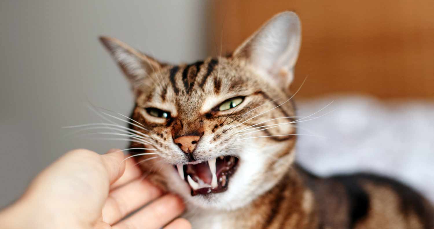 Stress in Cats | PurrfectJourney