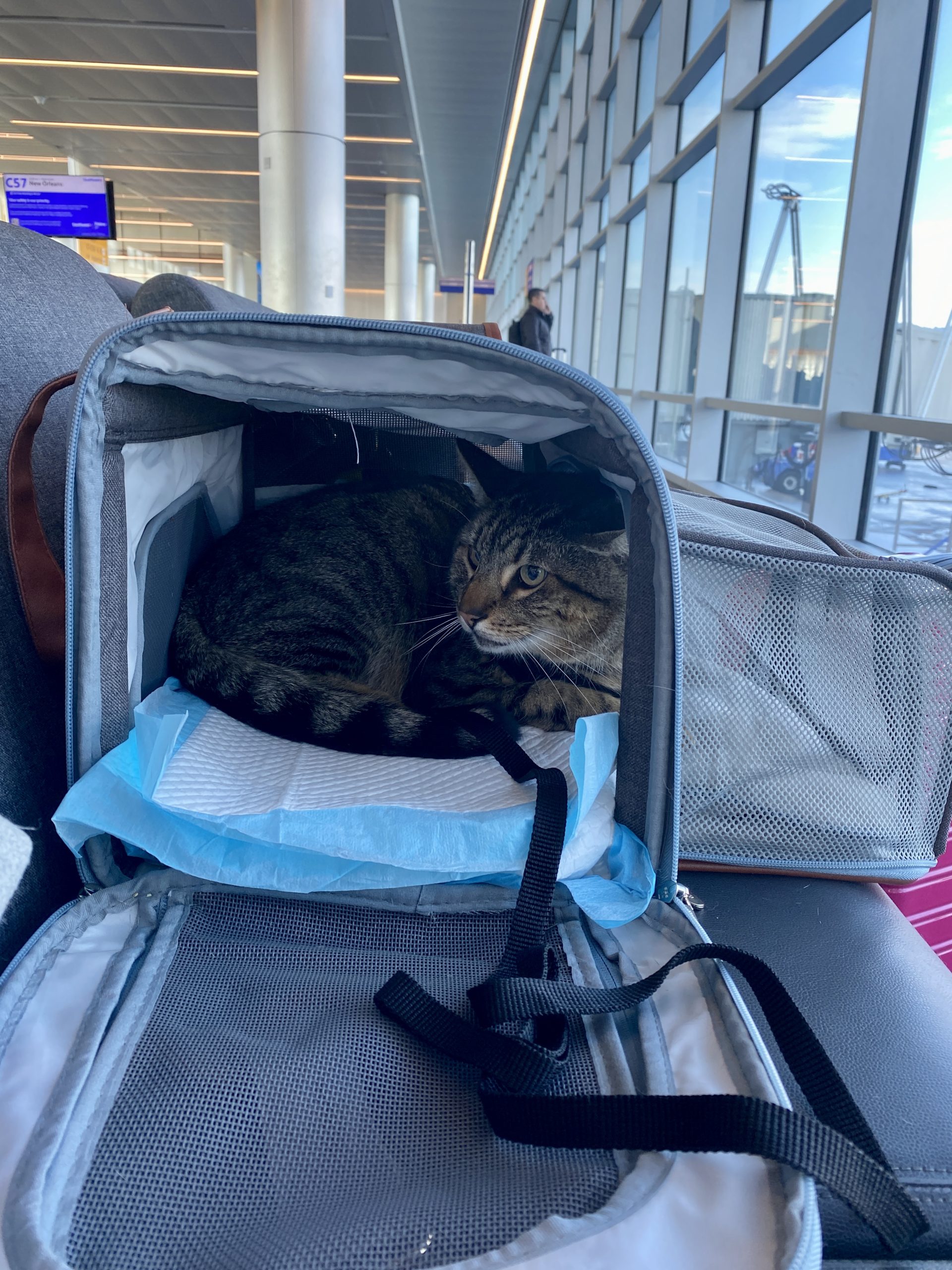 Can Cats Travel by Air? | PurrfectJourney
