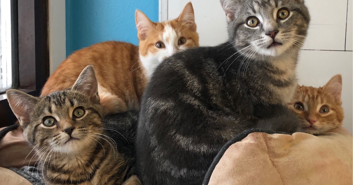 How many Cats is Actually too many? And How do you Take Care of ...