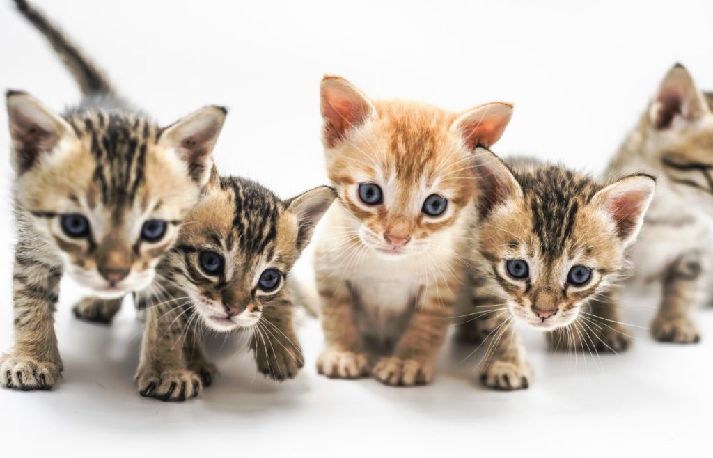 How many Cats is Actually too many? And How do you Take Care of ...