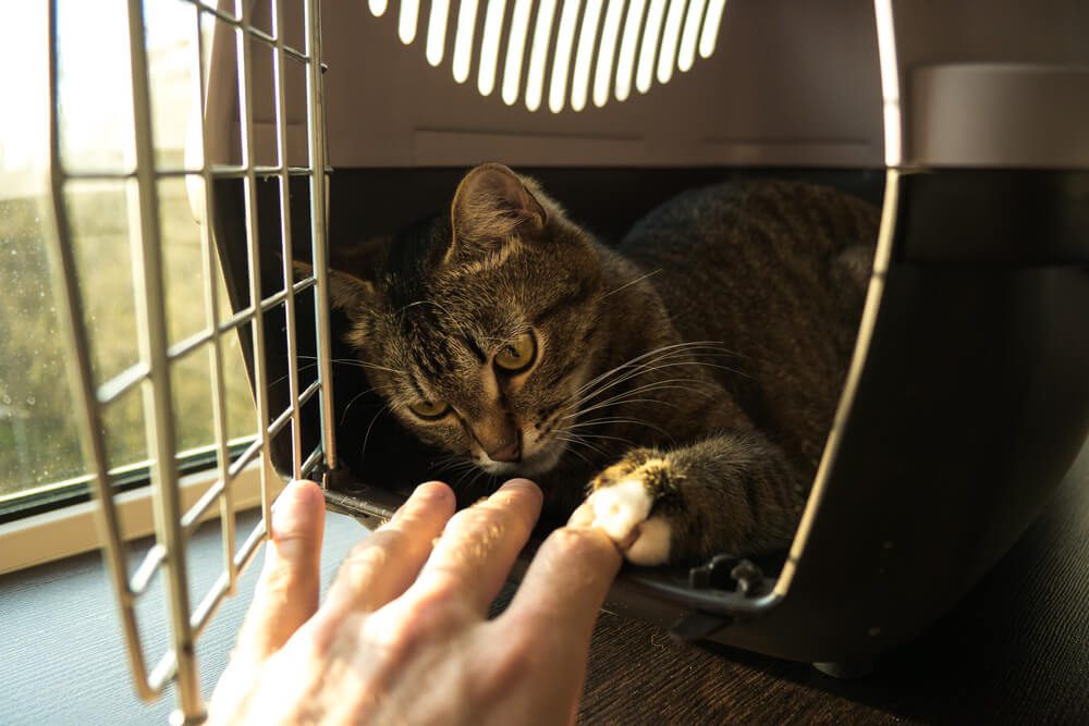 Transport Box – The Right Solution for Transporting Cats?