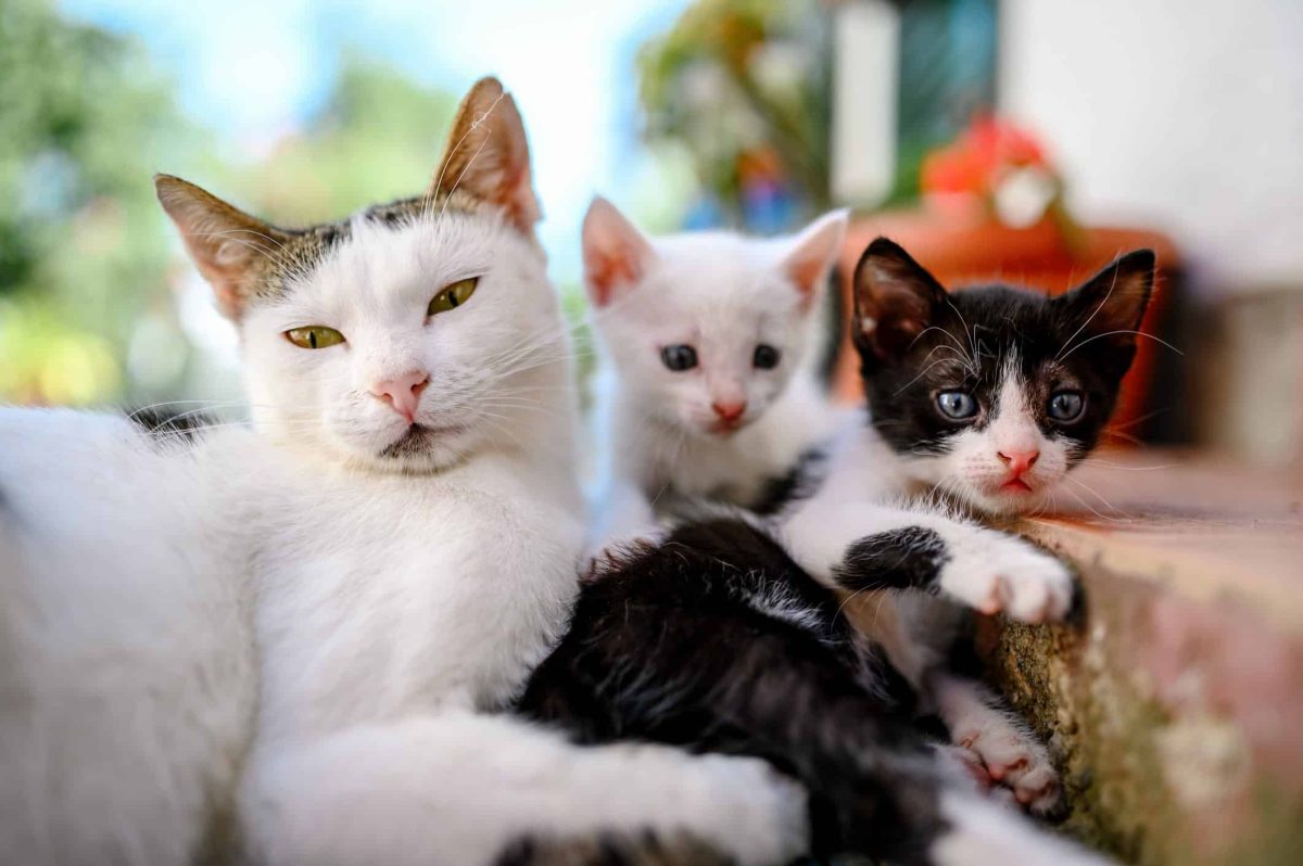 How many Cats is Actually too many? And How do you Take Care of ...