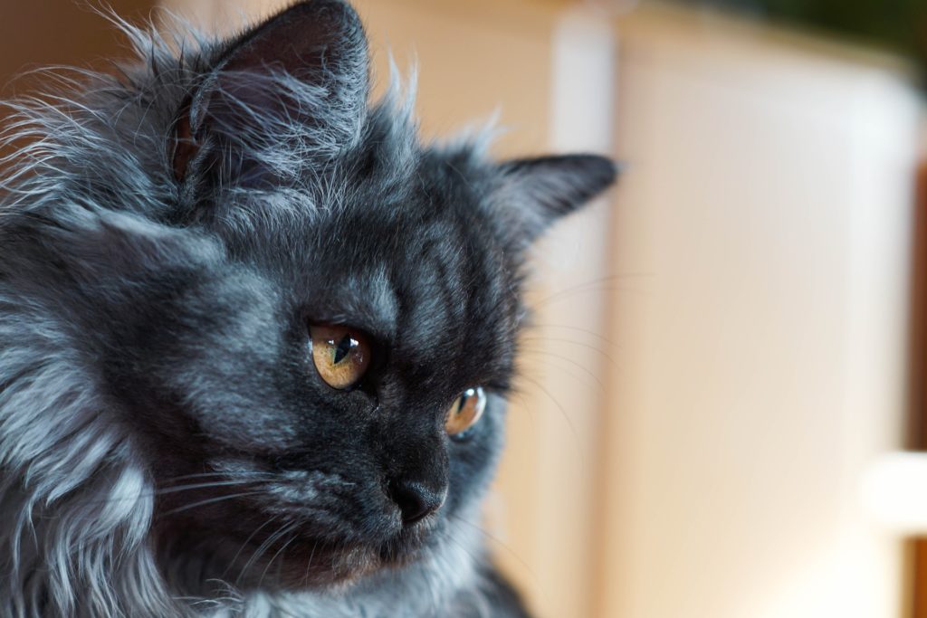 Benadryl for Cats: Dosage, Safety, and Side Effects | PurrfectJourney