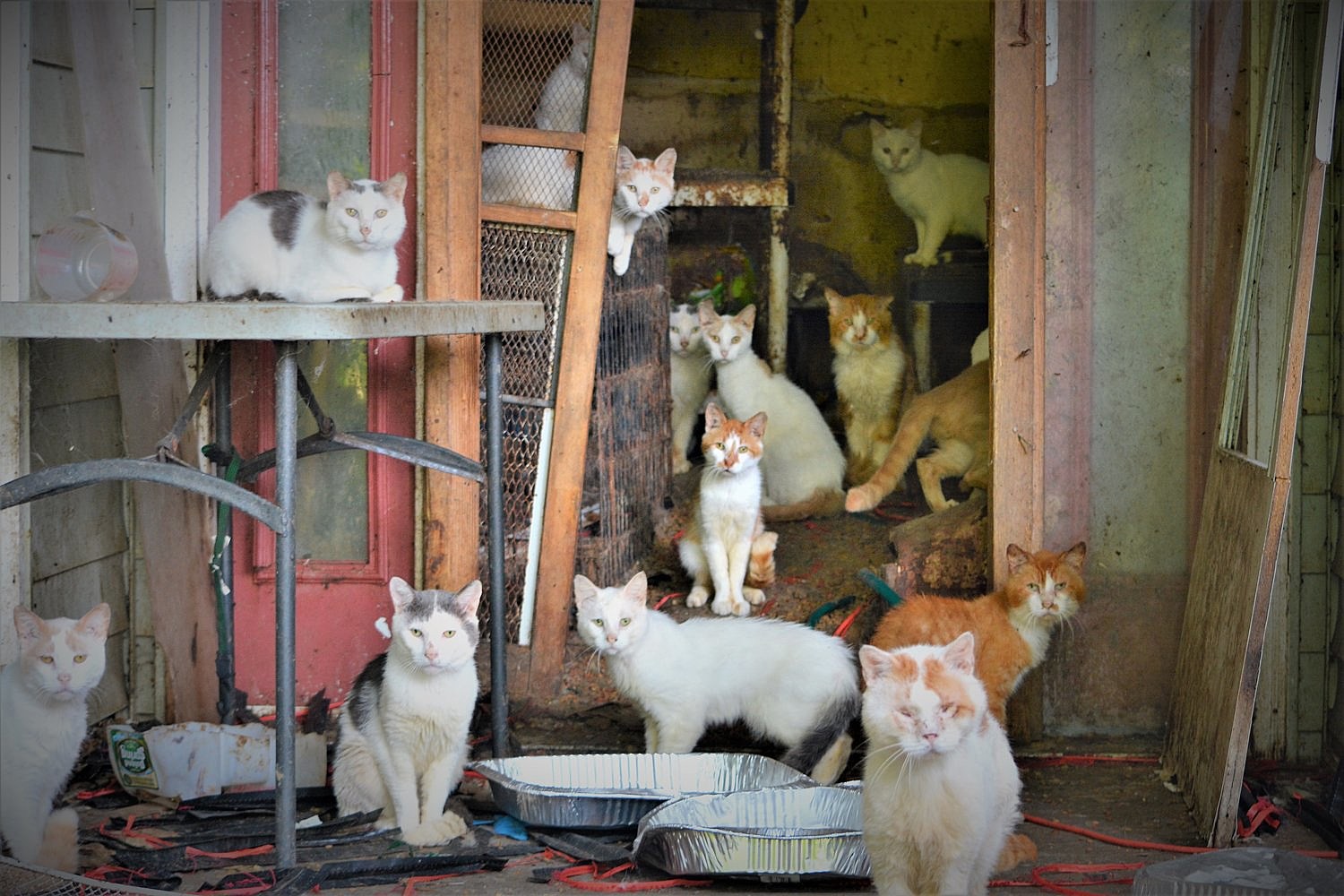 How many Cats is Actually too many? And How do you Take Care of ...
