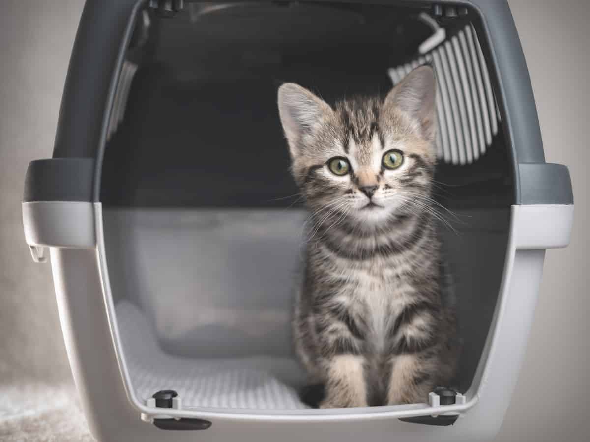 Travel Safely with a Cat Transport Box