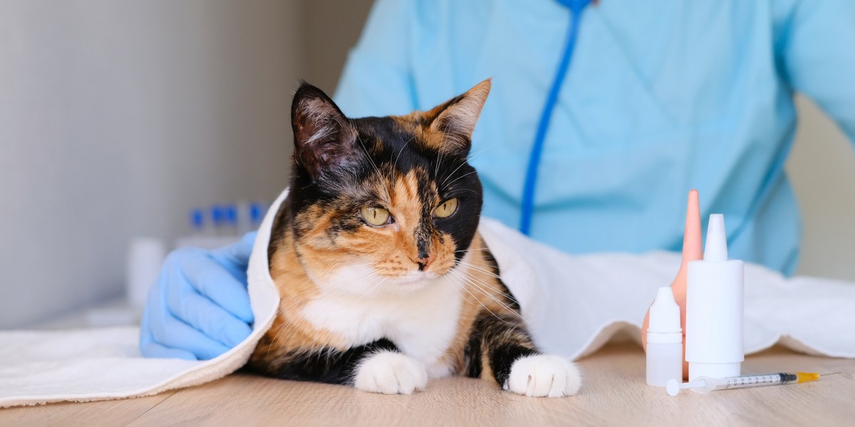 Benadryl for Cats: Dosage, Safety, and Side Effects | PurrfectJourney