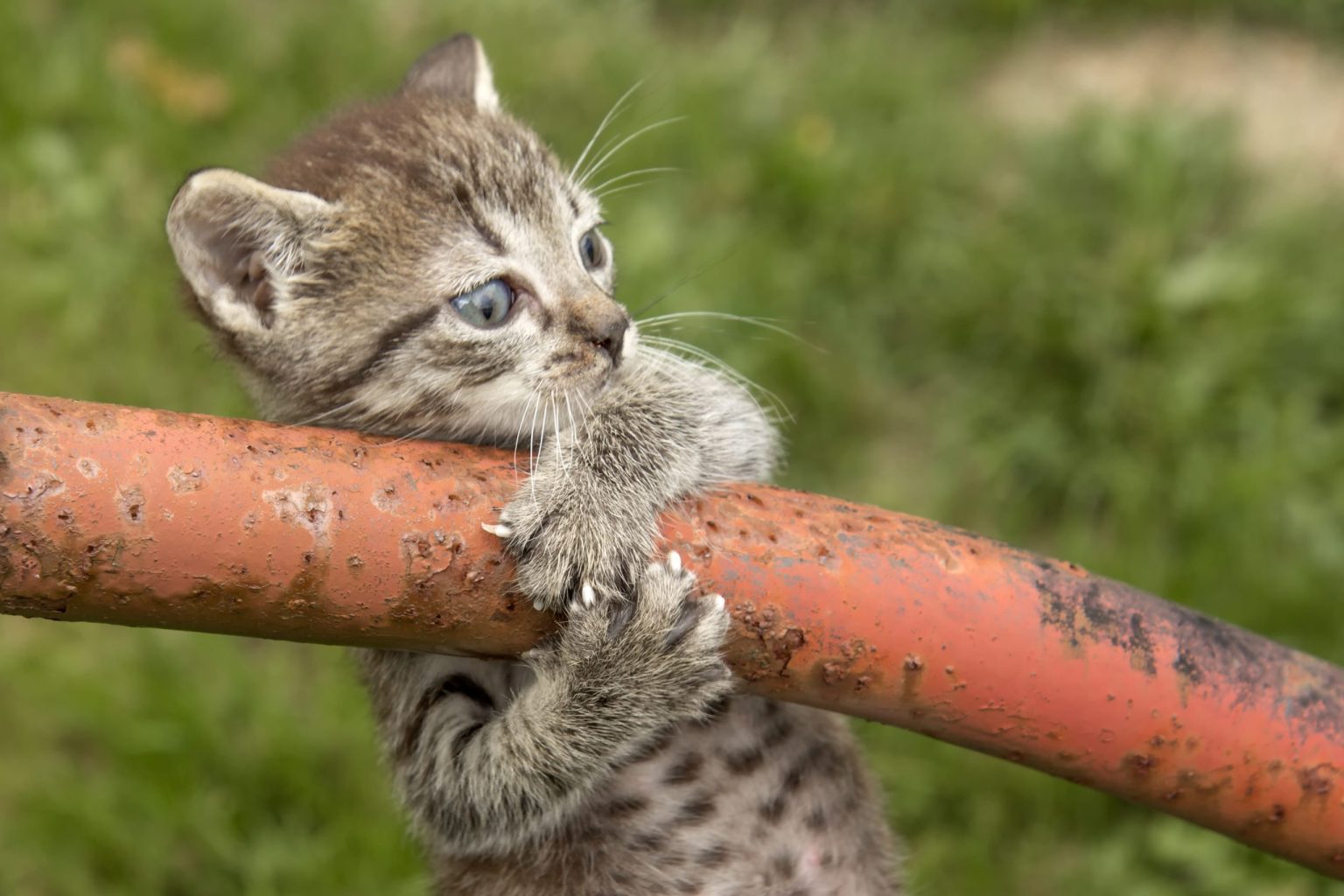 How Many Lives does a Cat Really Have?