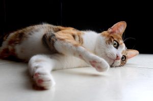 Cat Walking in Circles Disoriented